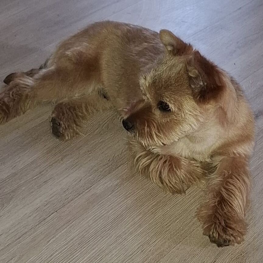 Йоркширский терьер, щенок