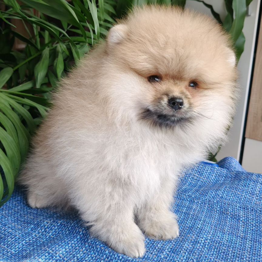 Померанский шпиц, щенок