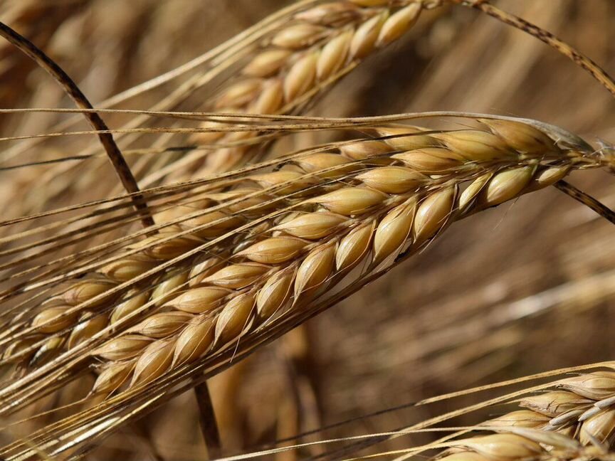 Ячмень фуражный