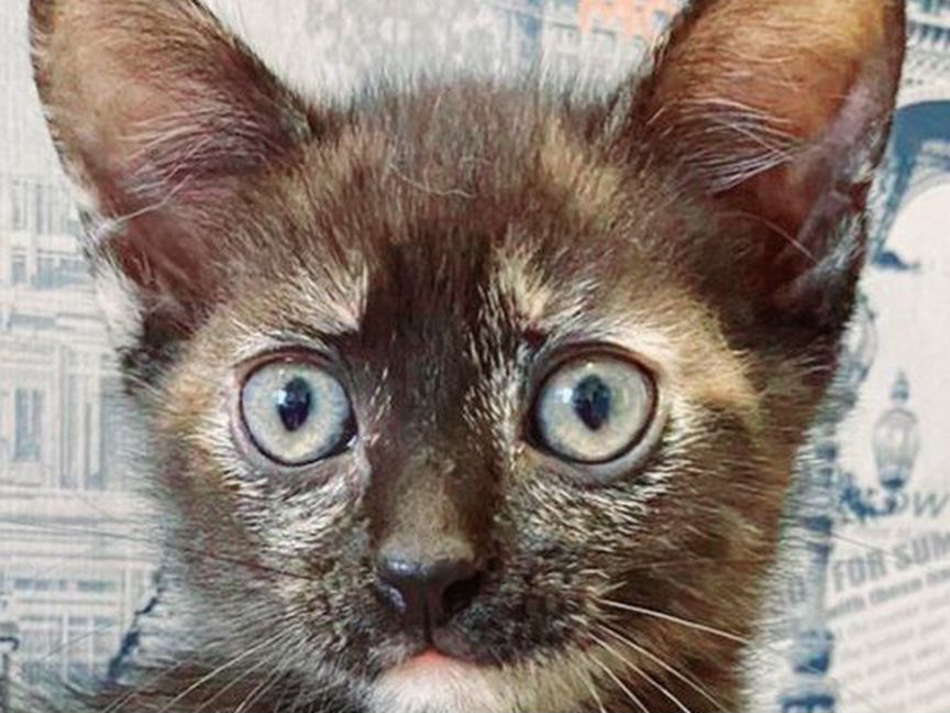 Пушистое счастье