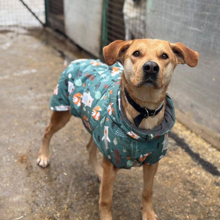 Ричард в добрые руки