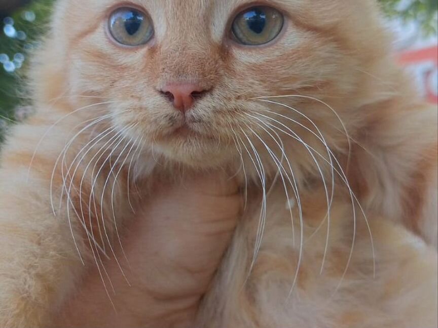 Котята рыжики