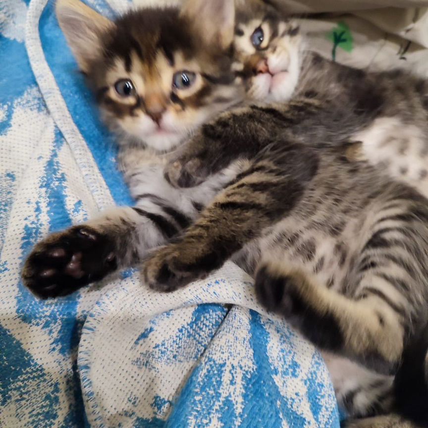 Котята дворянской породы в добрые руки 3 девочки