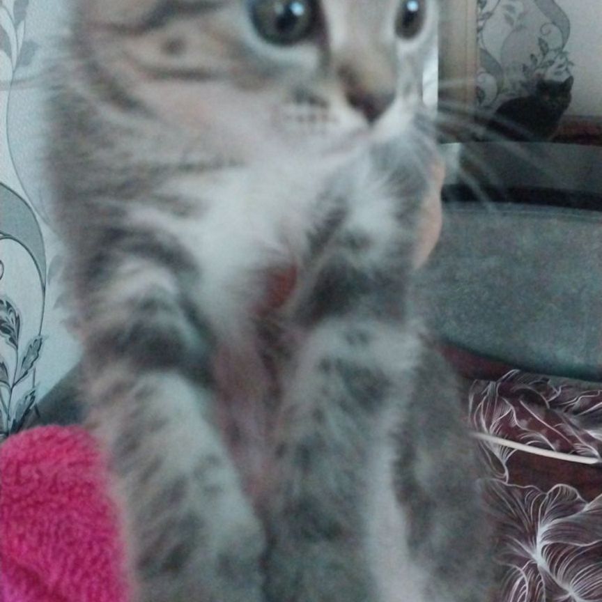 Отдам котенка в добрые руки