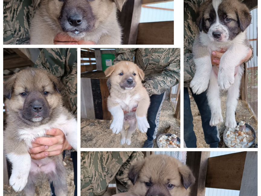 Щенки московская сторожевая