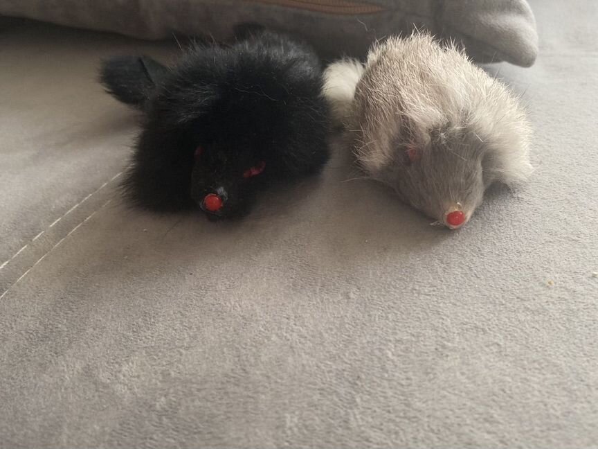 Игрушки для кошек бесплатно