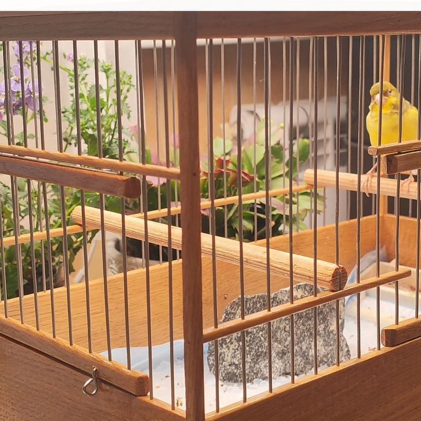 Канарейки лесного напева