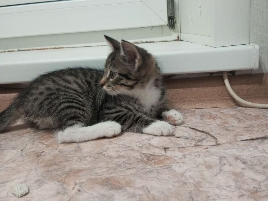 Кот (котëнок) в хорошие руки бесплатно