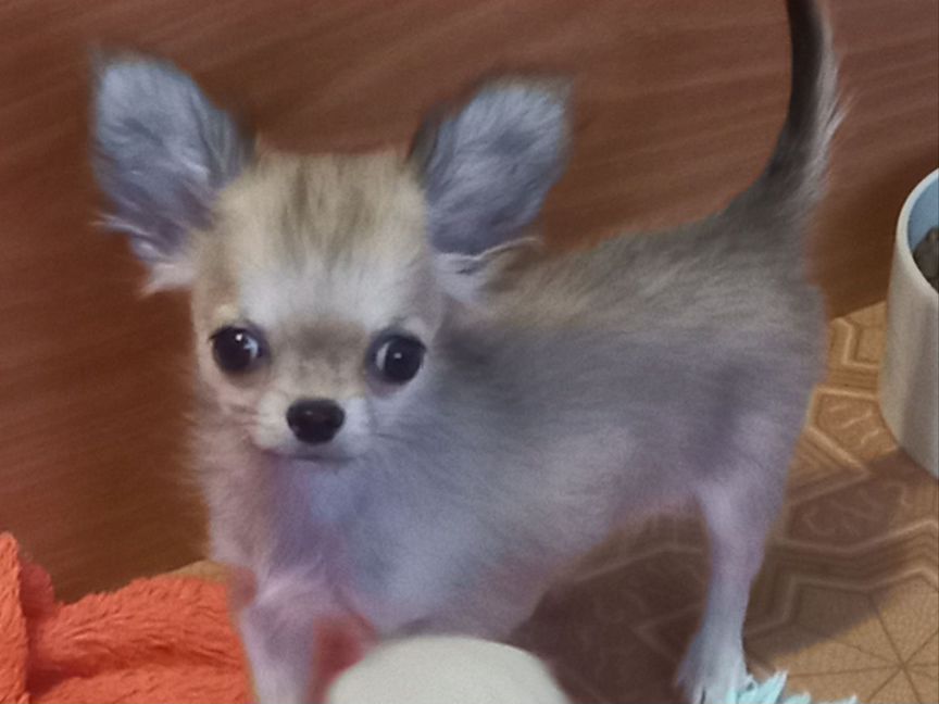 Щенки чихуахуа мини