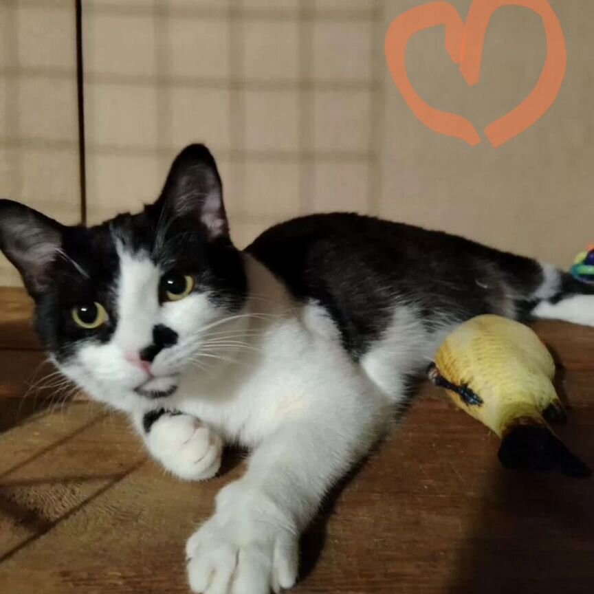 Кошка котёнок в добрые руки