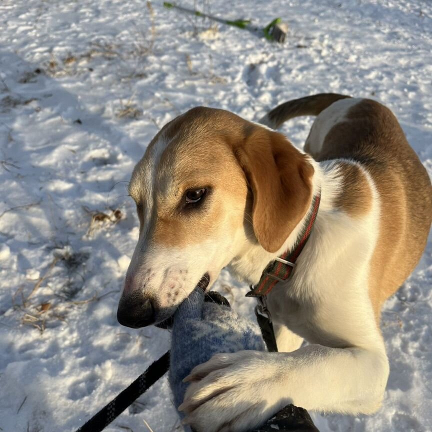 Девочка ищет дом