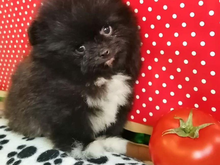 Померанский шпиц