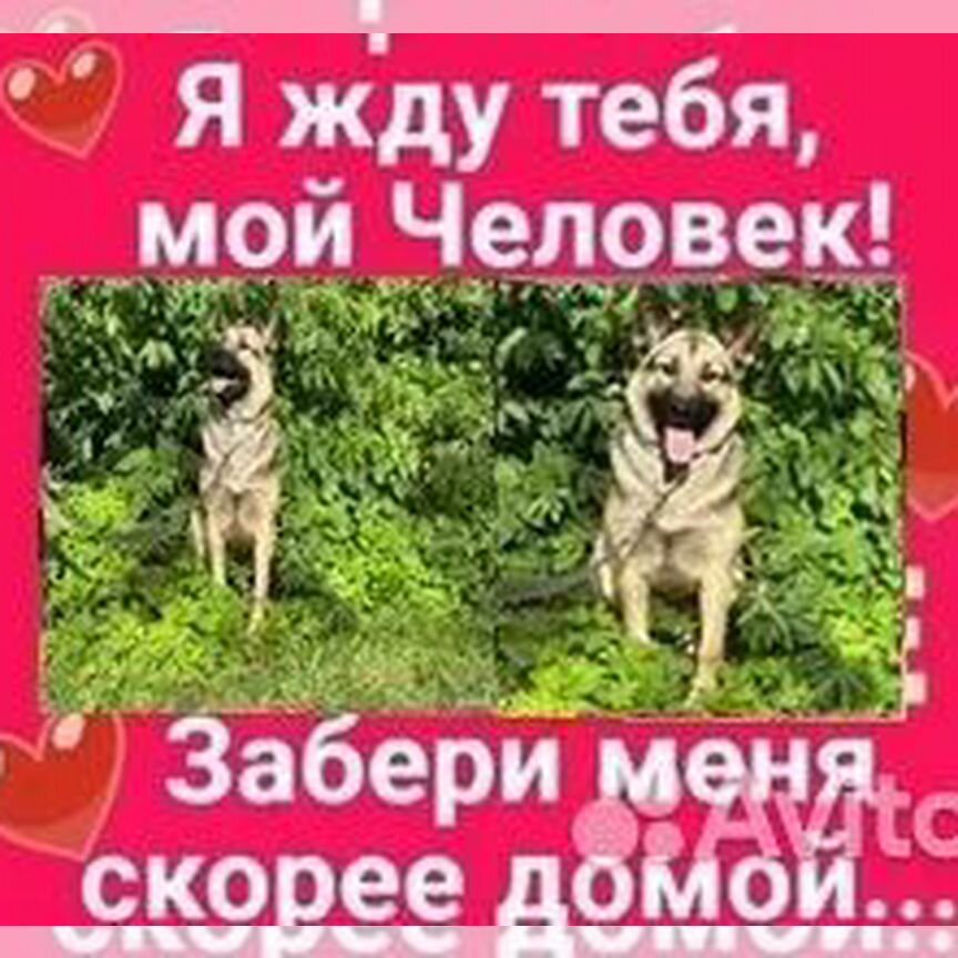 Взрослый пёс в добрые руки