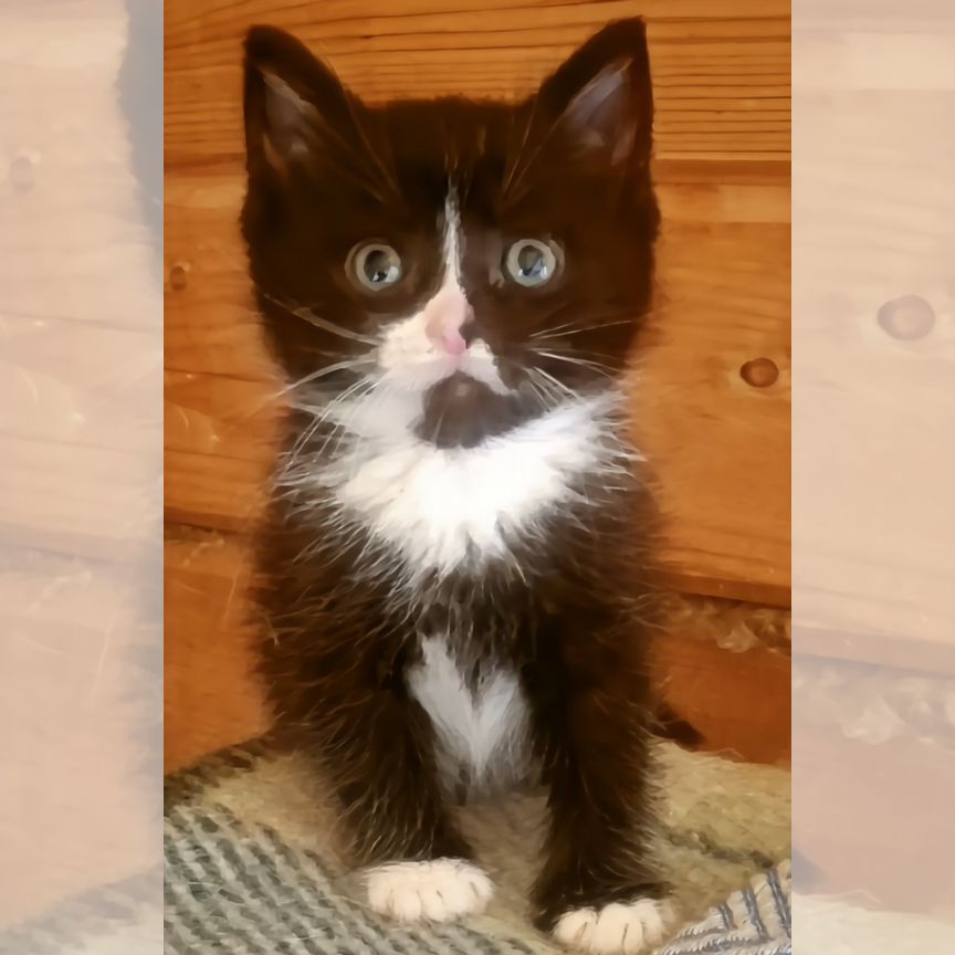 Европейский короткошёрстный котёнок