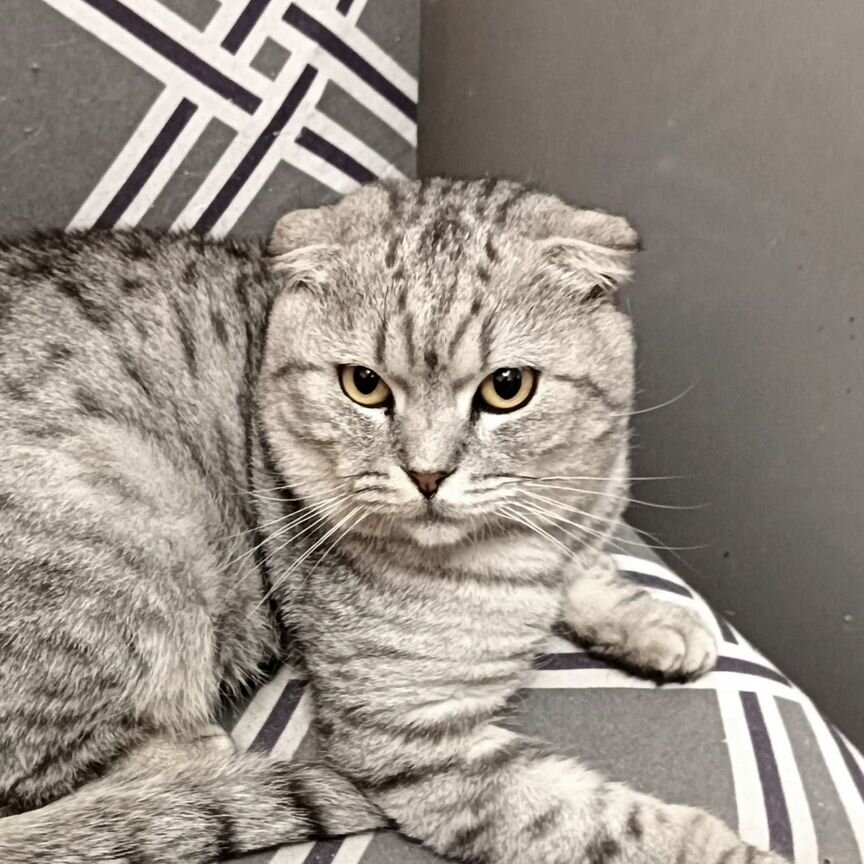 Шотландский вислоухий