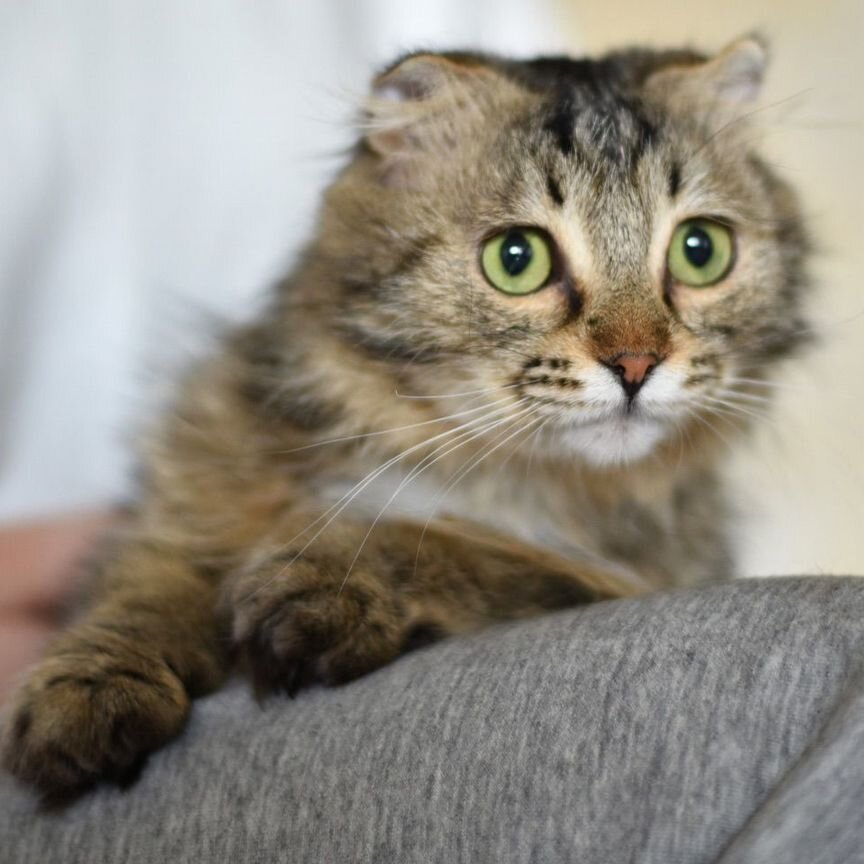 Кошка
