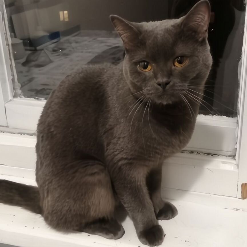 Взрослый кот в добрые руки