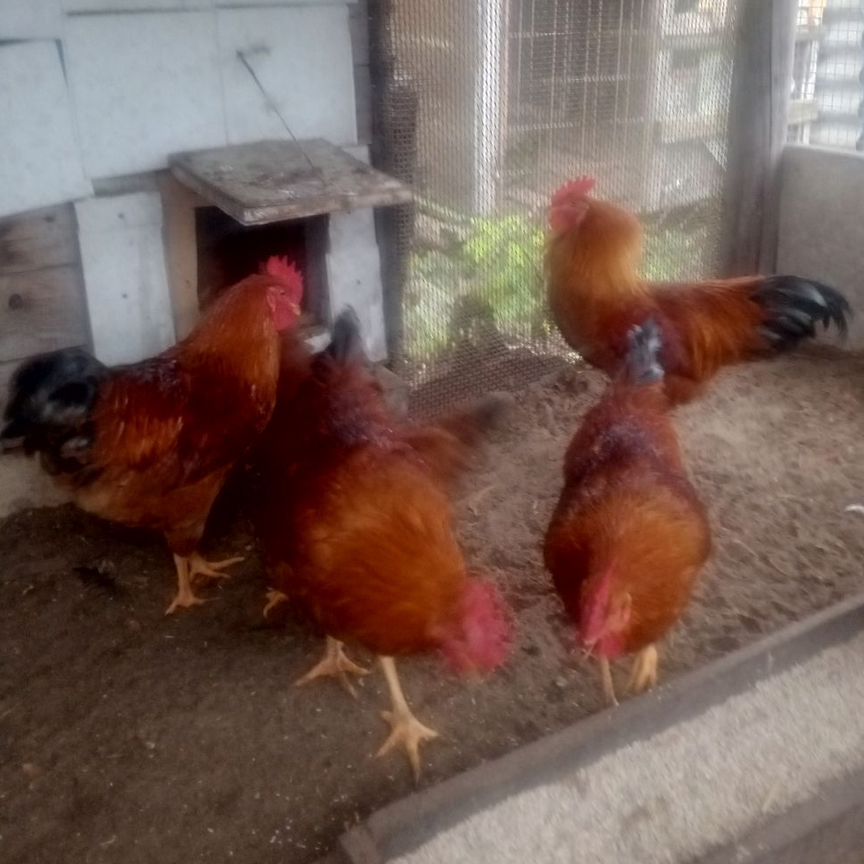 Петух ньюгемпшир