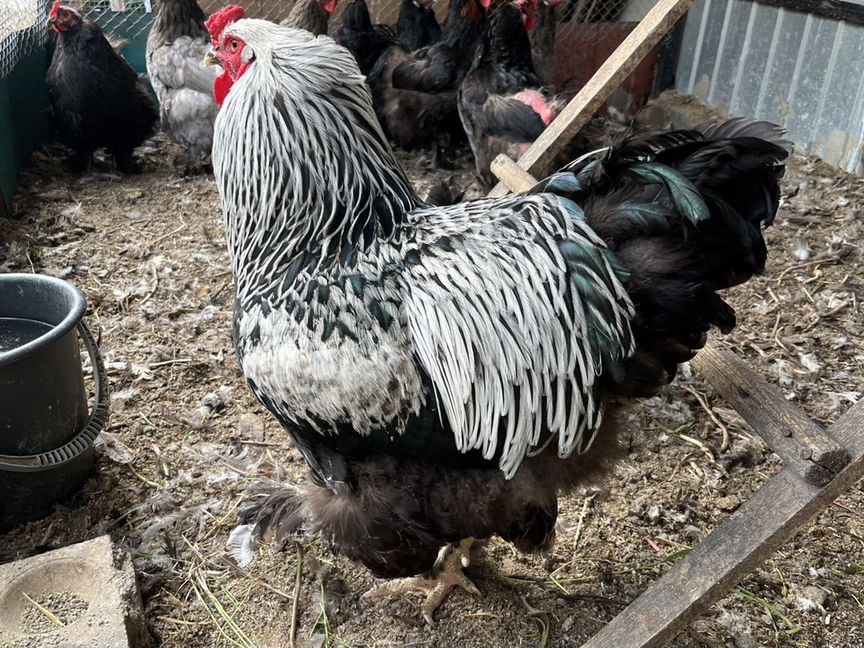 Петух Брама Темный