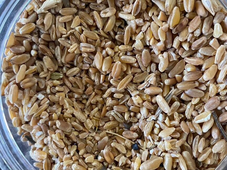 Мелкозерка