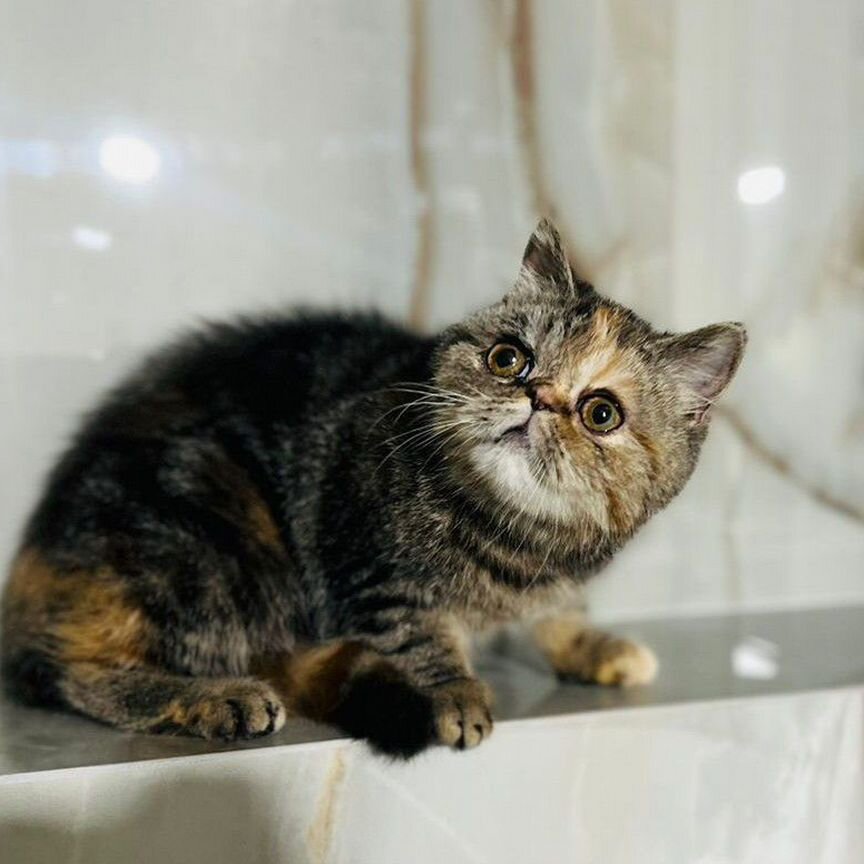 Экзотическая кошечка