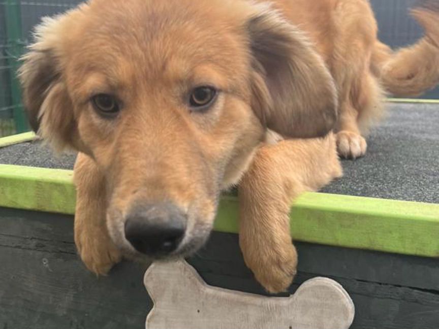 Собака спасена от смерти