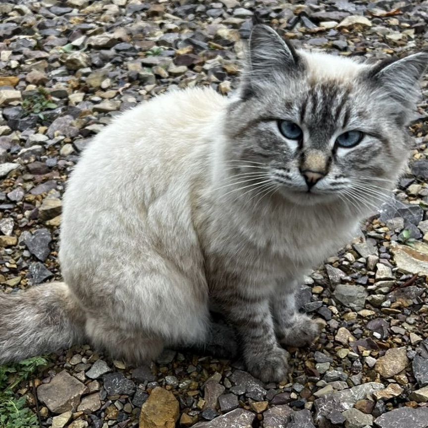 Сибирский кот, взрослый