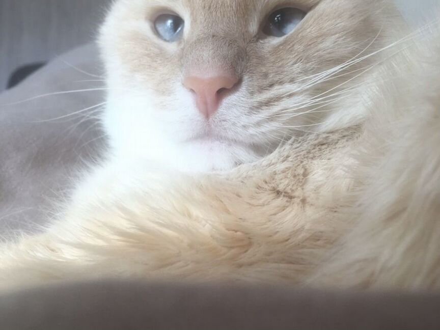 Котик в добрые руки