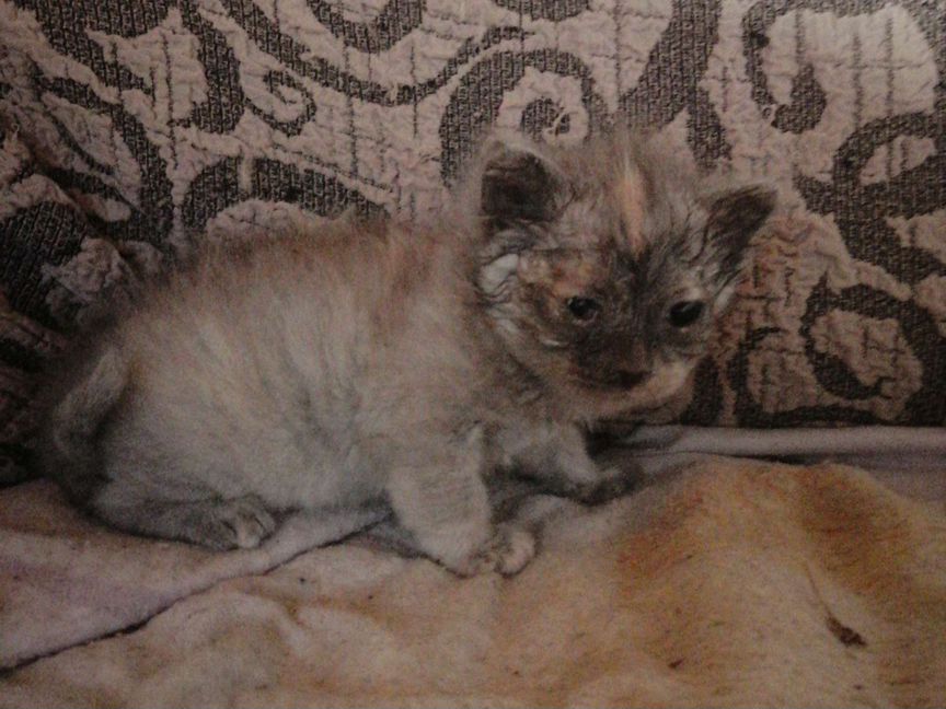 Кошка