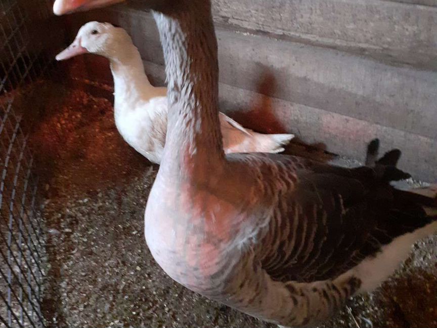 Гусь тулузский 4месяца, утка мулард 4месяца