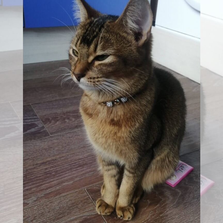 Абиссинская кошка