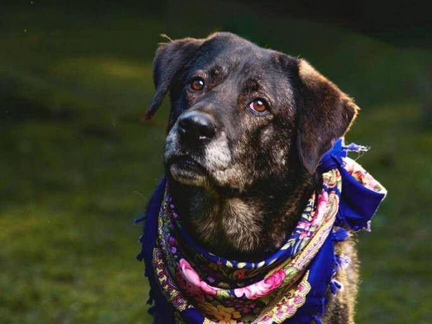 Герда няня детей собака в добрые руки