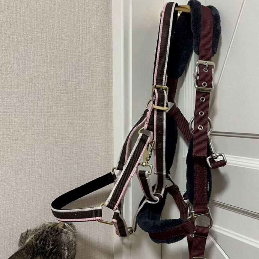 Недоуздок для лошади для конного спорта