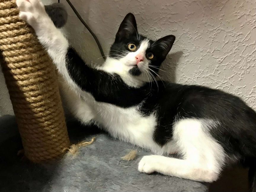 Котенок в добрые руки