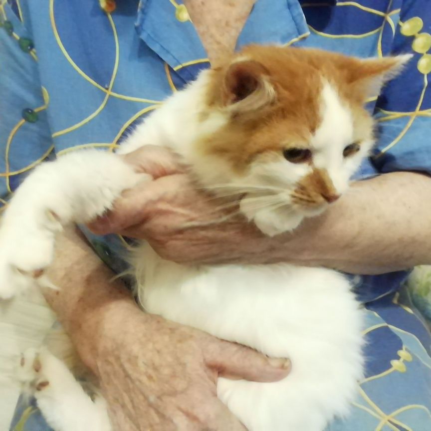 Коты из горячей точки