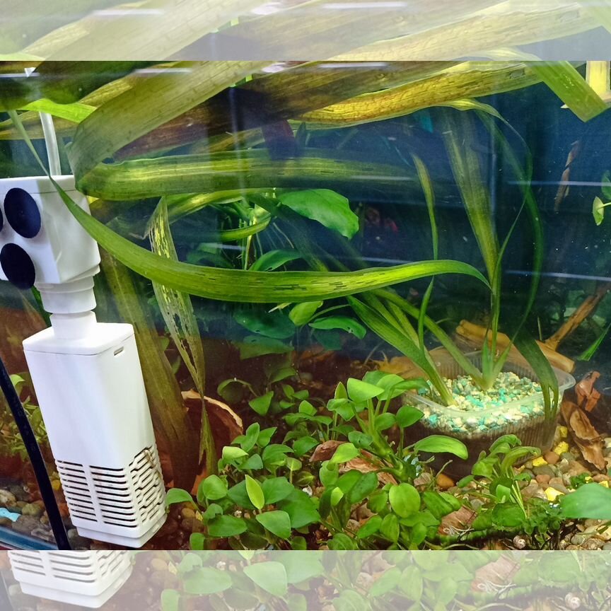 Растения для аквариума анубиас. Валиснерия гигантс