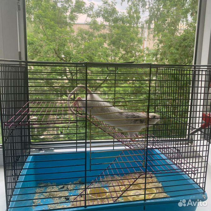 Крыса (Мальчик)