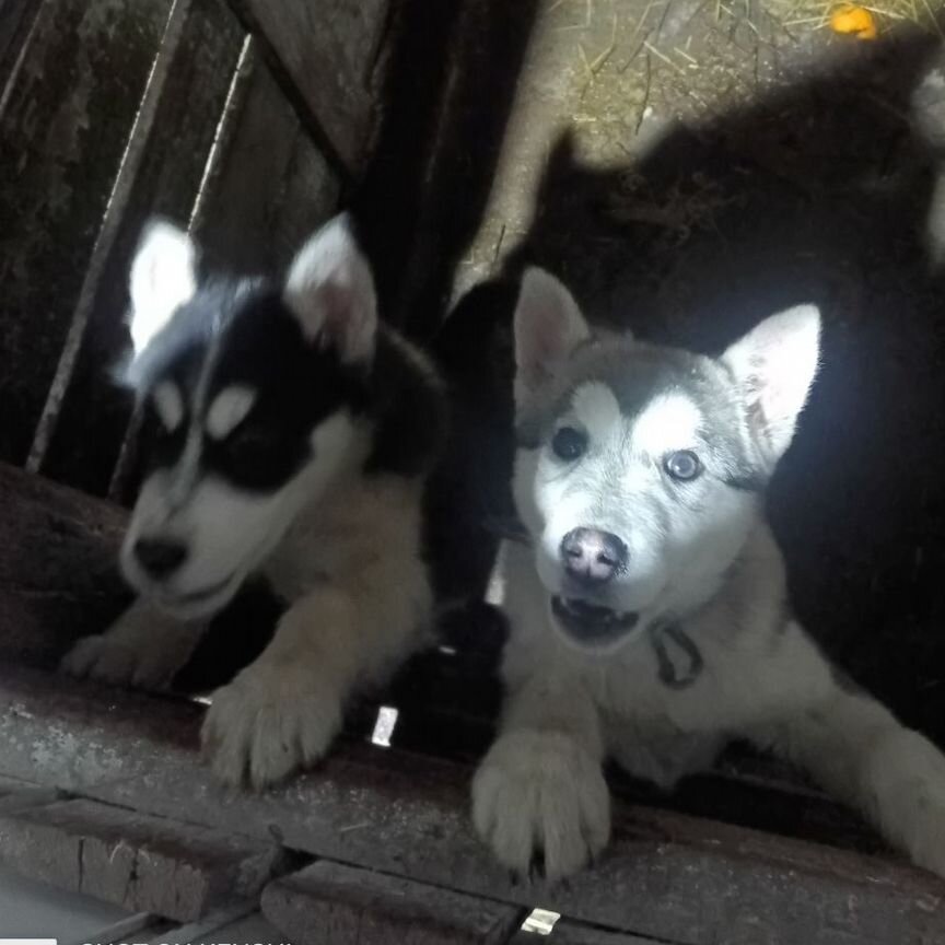 Сибирский хаски, щенок