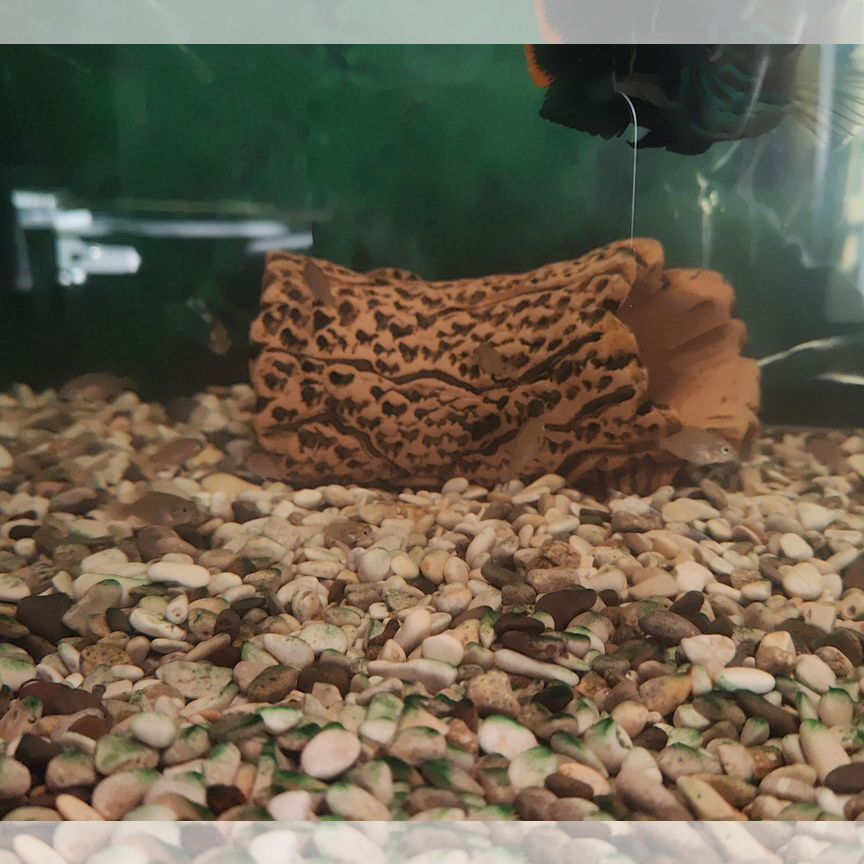 Акара Бирюзовая Мальки