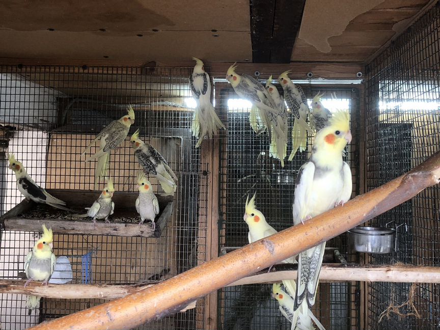 Птенцы Корелл