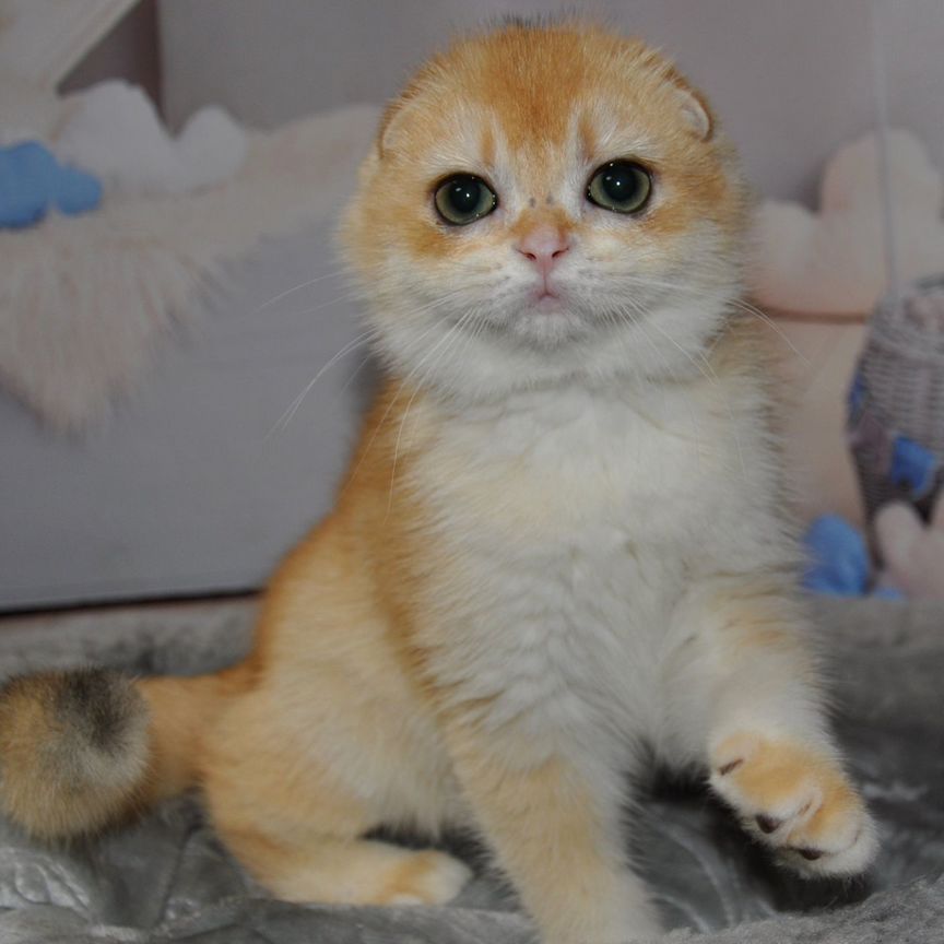 Шотландский вислоухий короткошёрстный котёнок