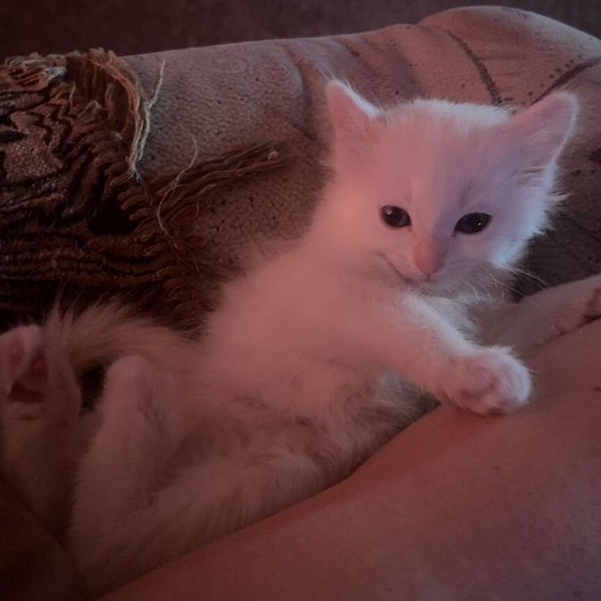 Котёнок от частного владельца