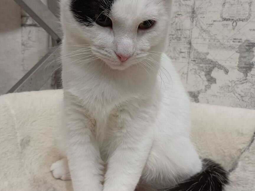Котенок белый Кокос