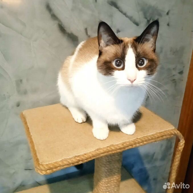 Кошка сноу-шу вязка