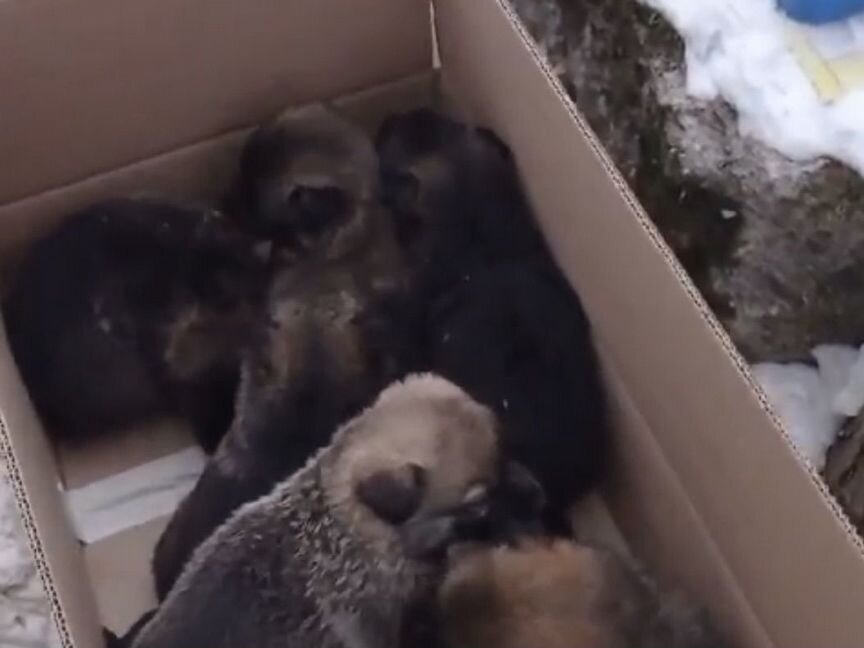 Щенки в беде в добрые руки