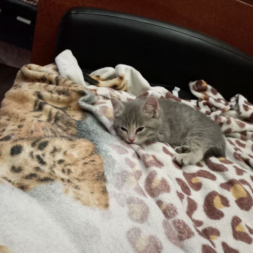 Котёнок в добрые руки