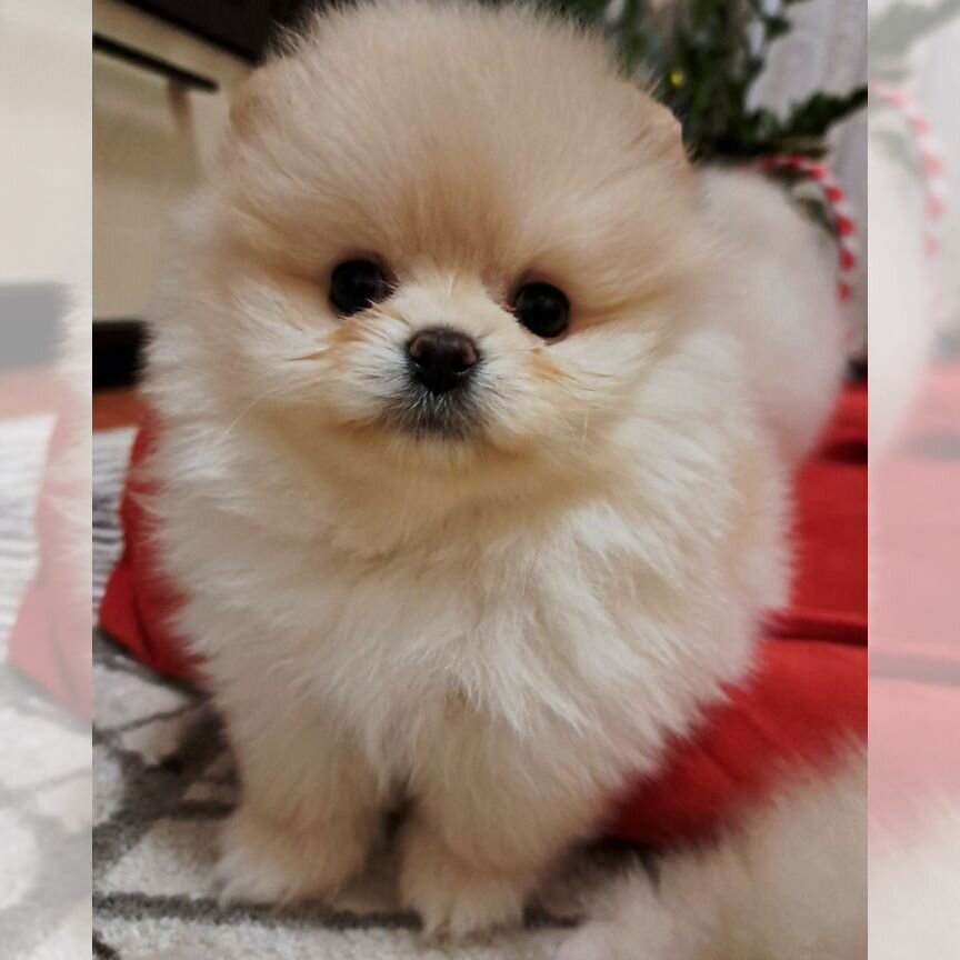 Померанский шпиц, щенок