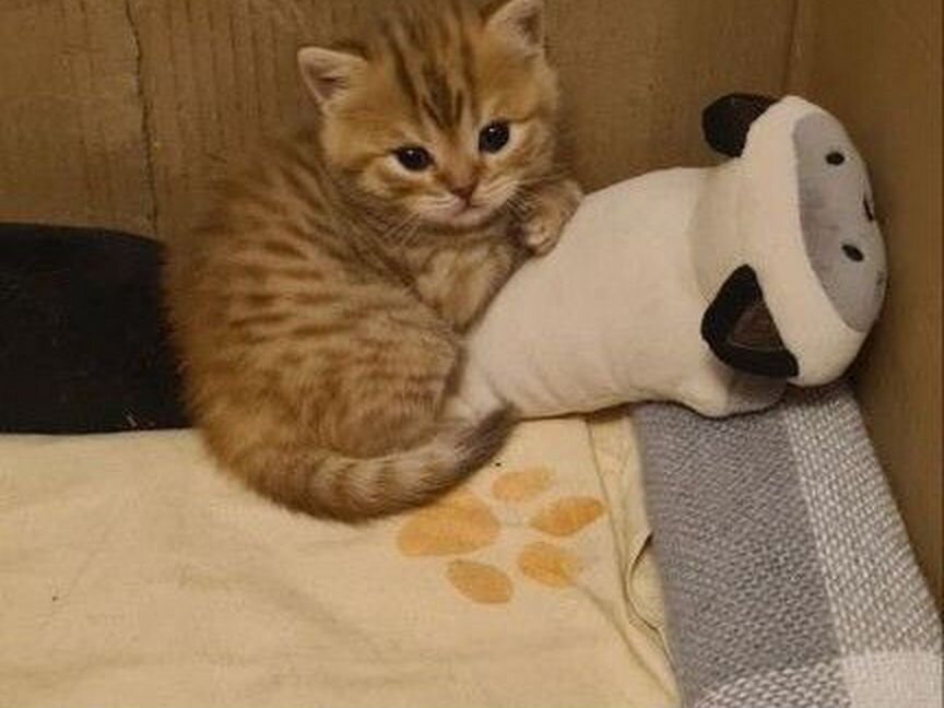 Шотландские котята вислоухие и прямоухие