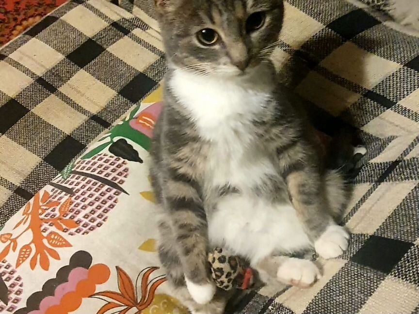 Котёнок, девочка, в добрые руки