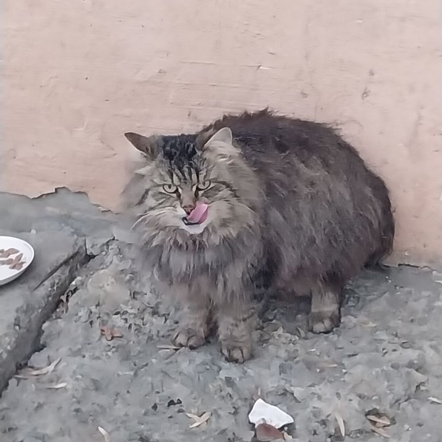 Котик в добрые руки